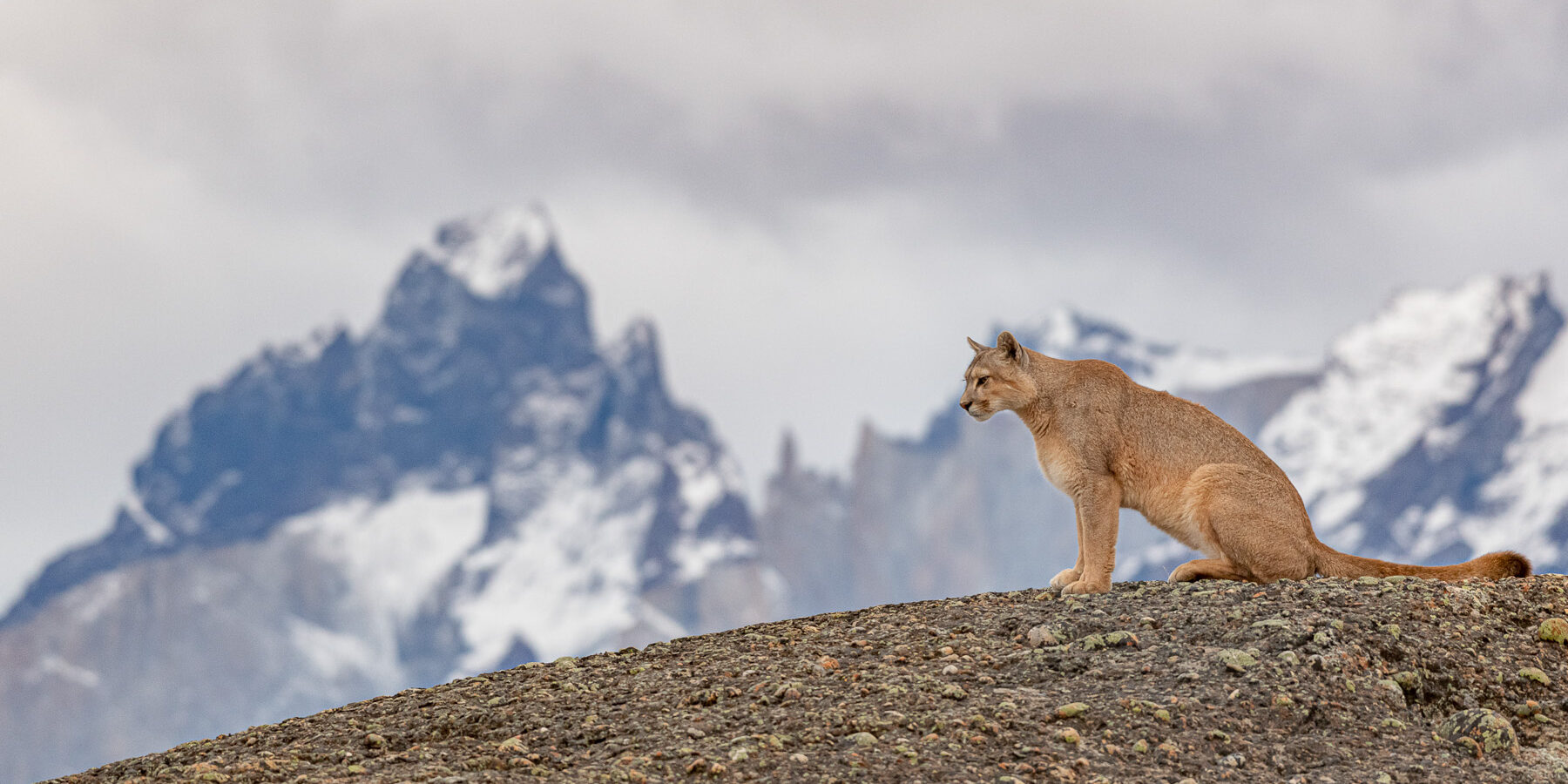 Parque Nacional Torres del Paine, la cuna del puma chileno al “Fin del ...