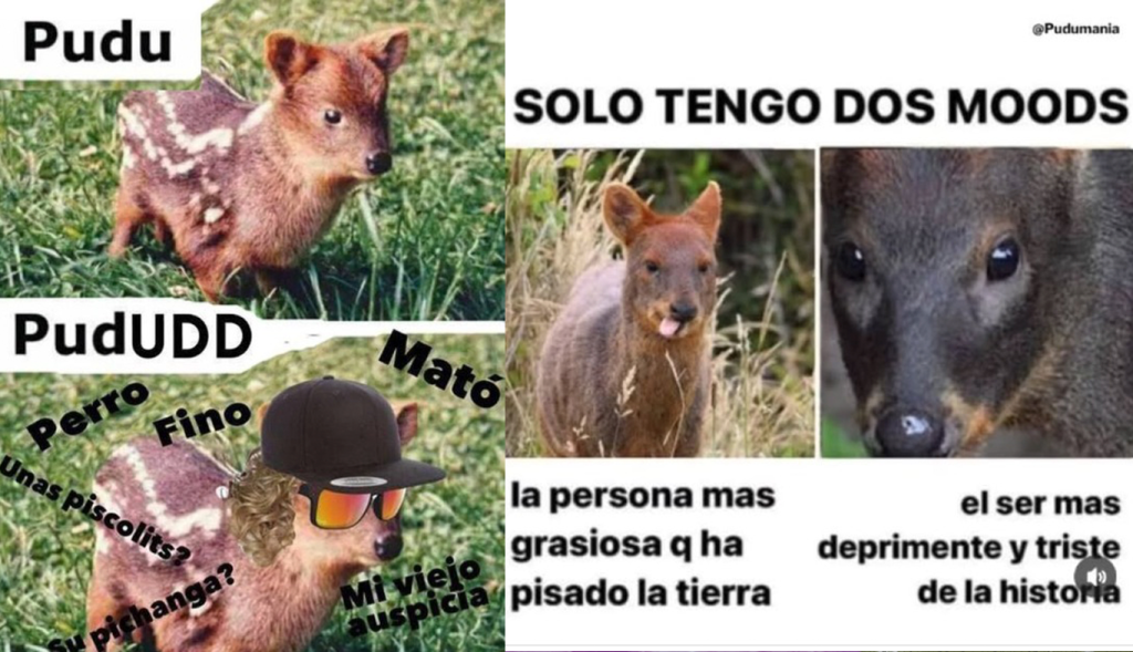 El capibara chileno: la conquista del pudú a través de memes – Cooler